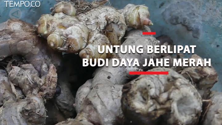 6 Perbedaan Jahe Merah dan Jahe Biasa yang Perlu Diketahui | tempo.co