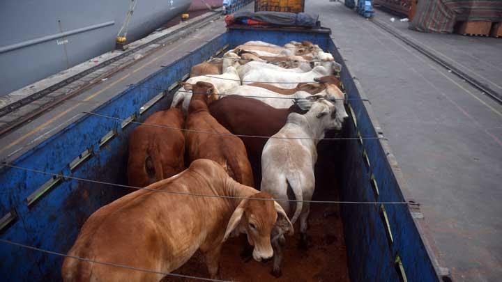 Indonesia Halts Cattle Imports to Investigate Deaths of Australian Cows ...