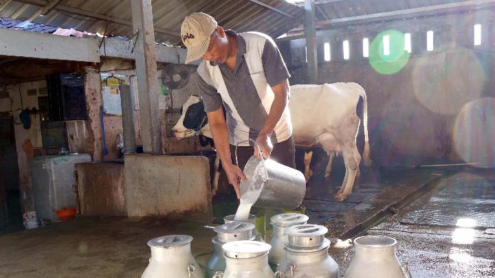 Pemerintah Ingatkan Peluang Usaha Peternakan Sapi Perah di Jatim Tinggi ...