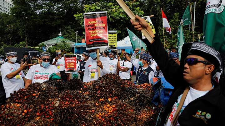 Indonesian Farmers Stage Protests Against Palm Oil Export Ban - foto En ...
