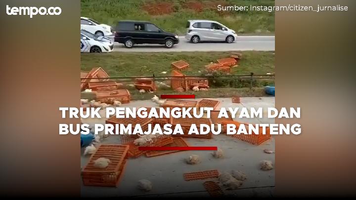 Truk Ayam dan Bus Primajasa Tabrakan di Tol Cipali, Kedua Sopir Tewas - Video Tempo.co