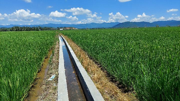 Dibantu RJIT Kementan, Produktivitas Pertanian Poktan di Kolaka Timur ...