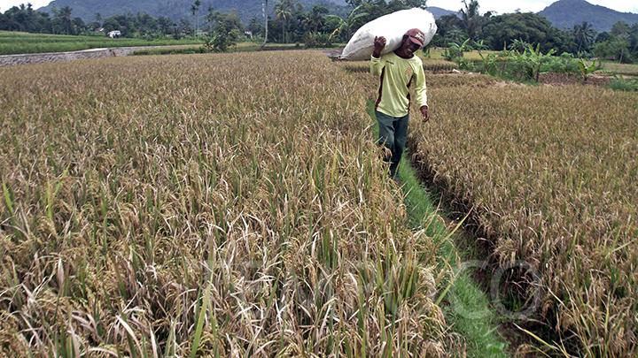 Rice Production in Indonesia Steadily Decreases, Says BPS - News En ...