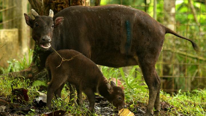 Rare Anoa Born in North Sulawesi - Environment En.tempo.co