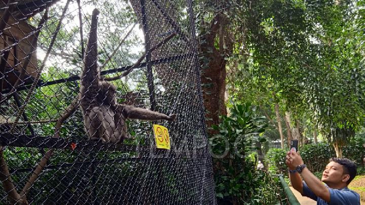 Java's Forest Area Shrinks to 24%; Here 5 Endemic Animals Listed as ...