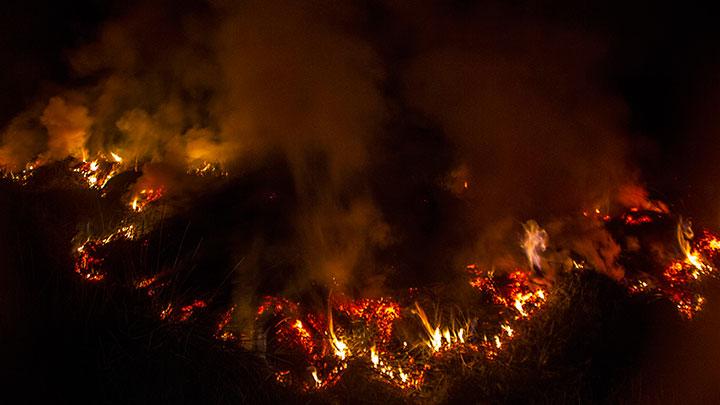 Forest Fire Engulfs 5,786 Hectares of West Kalimantan - Sci En.tempo.co