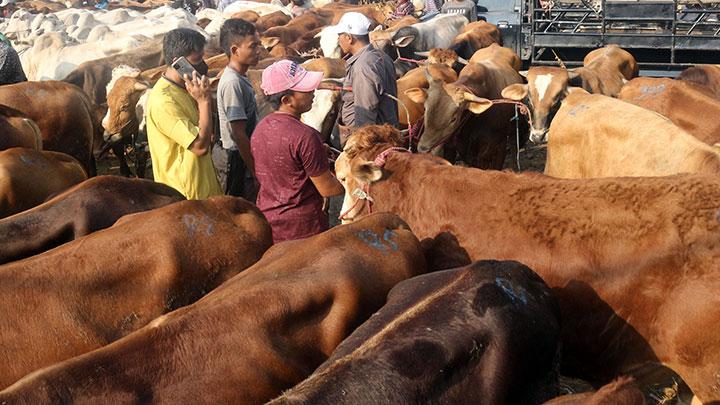 Eid al-Adha; Jakarta Bars People from Discarding Cattle Offal, Waste to ...