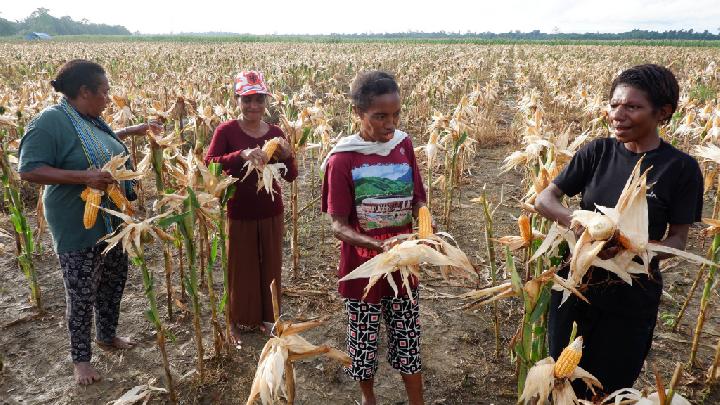 Govt to Build Food Estate to Tackle Drought, Famine in Papua - News En ...
