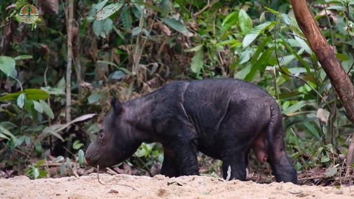 Taman Nasional Way Kambas Dibuka Kembali, Berikut Konsep dan Promo Wisata Baru yang Ditawarkan ...