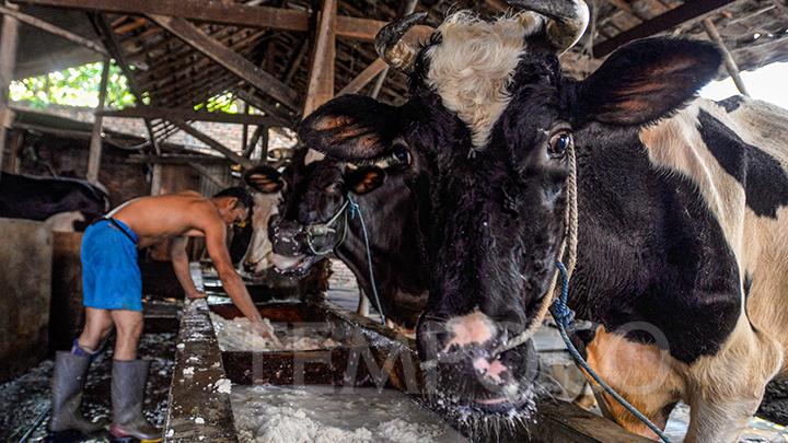 1 Juta Ekor Sapi Perah Dimpor Untuk Dukung Program Makan Bergizi Gratis ...