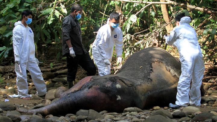 Deforestation Affects Four Key Animals in Aceh, Including Sumatran ...