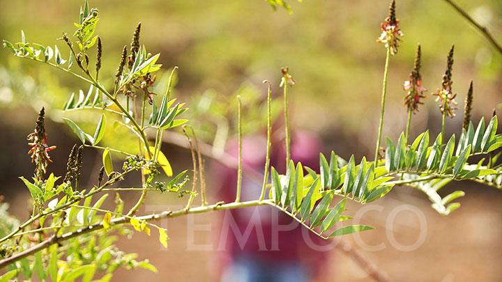 PLN EPI Plants 50,000 Trees for Biomass in Gunung Kidul - Environment ...