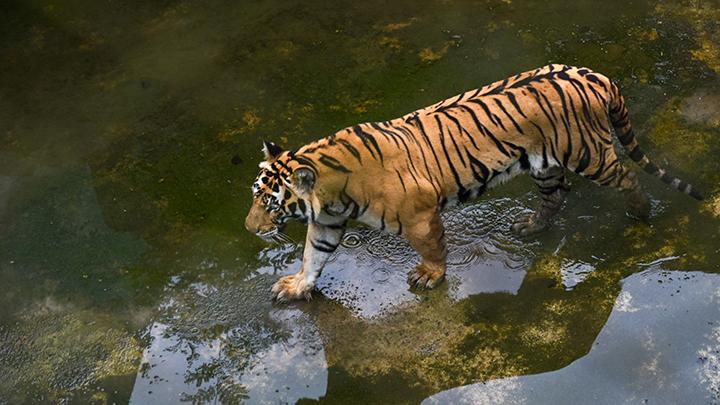 Sumatran Tiger Population in Kerinci Seblat National Park Estimated ...