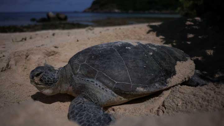 In Malaysia, Warmer Temperatures Mean Fewer Male Sea Turtles, Hurting ...