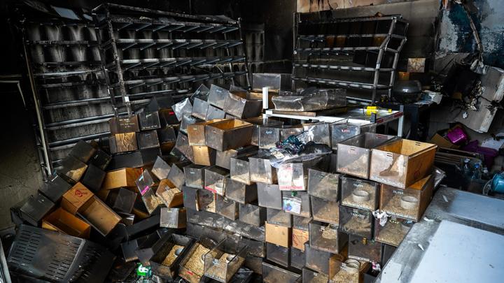 Over 1,000 Exotic Animals Perish in Thailand Market Fire - ASEAN En ...