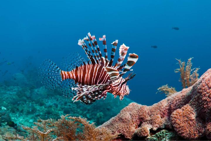 List of World's Deadliest and Most Poisonous Marine Animals - Sci En ...