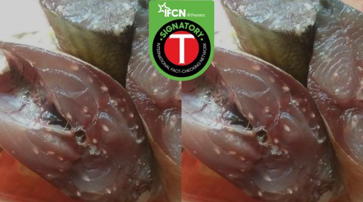 Sebagian Benar, Klaim Bintik Putih pada Ikan adalah Cacing Parasit yang ...