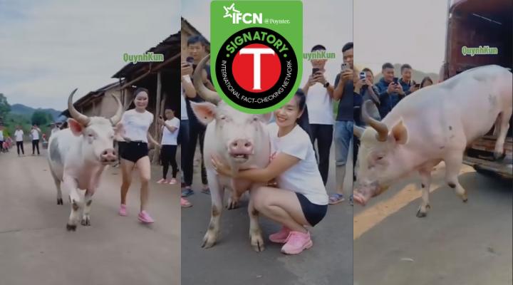 Keliru, Video Hewan Hasil Persilangan Babi-Sapi Asal Cina - Cek Fakta ...