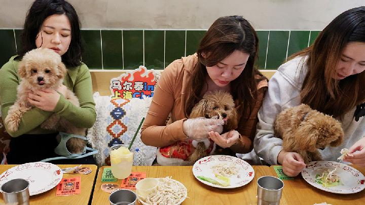 Shanghai Restaurant Offers Special Dinner Service for Pet Dogs Ahead of ...