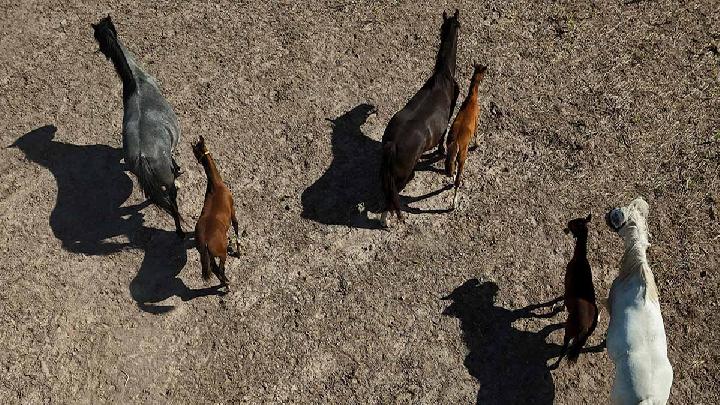 Argentina Breeds World's First Genetically Engineered Polo Ponies ...