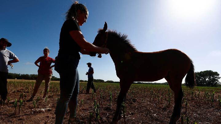 Argentina Breeds World's First Genetically Engineered Polo Ponies ...