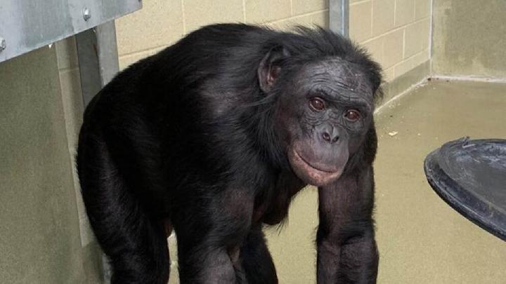 Kanzi, World's Smartest Bonobo Primate, Dies Without Showing Signs of ...