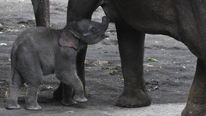 Mengenal Gajah Sumatera yang Terancam Punah | tempo.co