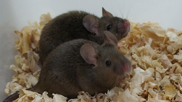 Bayi Tikus Lahir dari 2 Ayah Tumbuh Dewasa dan Subur | tempo.co