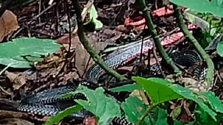 Ular Langka Katang Kepala Merah Hidup di Hutan Cagar Alam Maninjau ...