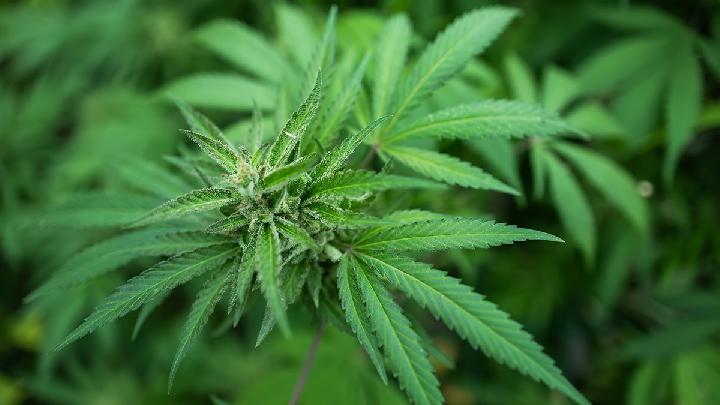 BNN Sumbar Gagalkan Pengiriman 100 Paket Ganja ke Bukittinggi | tempo.co
