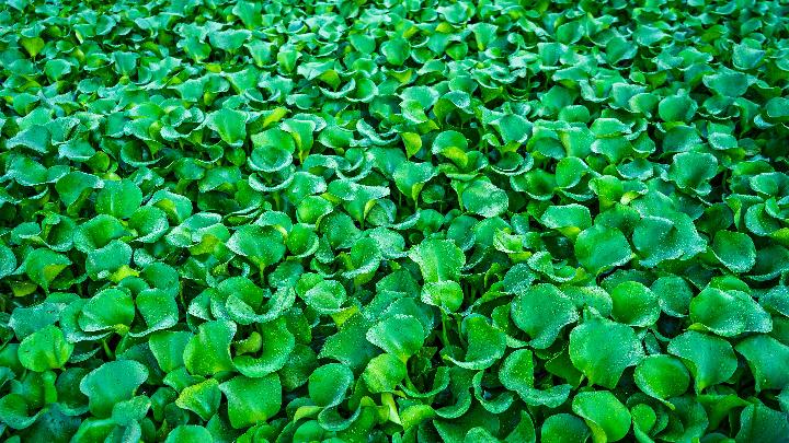 Eceng Gondok Tutupi Situ Gunung Putri. Apa Dampaknya? | tempo.co