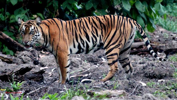 Global Tiger Day 2025: Ini 8 Kearifan Lokal Hormati Harimau Sumatra ...