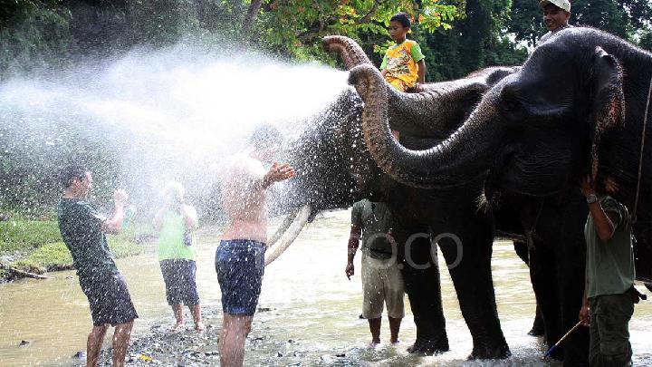 Mengenal Gajah Sumatera yang Terancam Punah | tempo.co