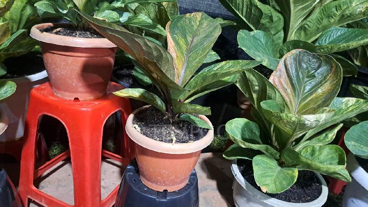 Anthurium Jenmanii Merah Seharga Puluhan Juta di Flona 2025 | tempo.co