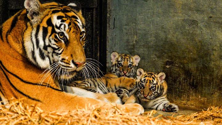 Title: Two Bengal Tiger Cubs Born at Bandung Zoo - foto En.tempo.co
