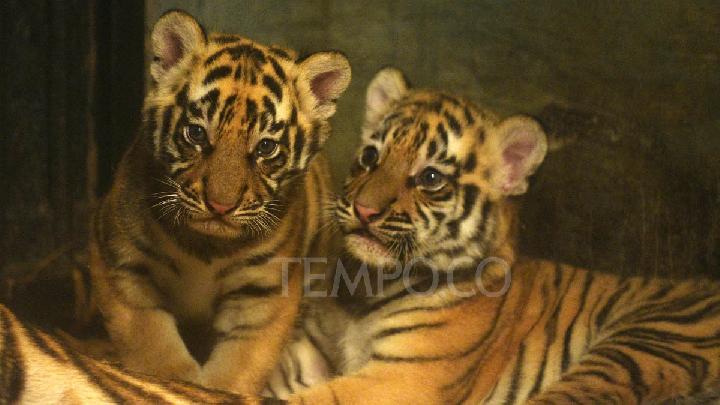 Title: Two Bengal Tiger Cubs Born at Bandung Zoo - foto En.tempo.co