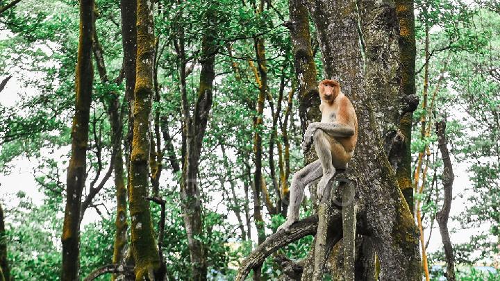 Melihat Bekantan, Primata Hidung Besar Hutan Kalimantan | tempo.co