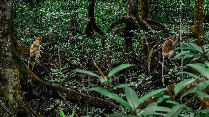 Melihat Bekantan, Primata Hidung Besar Hutan Kalimantan | tempo.co