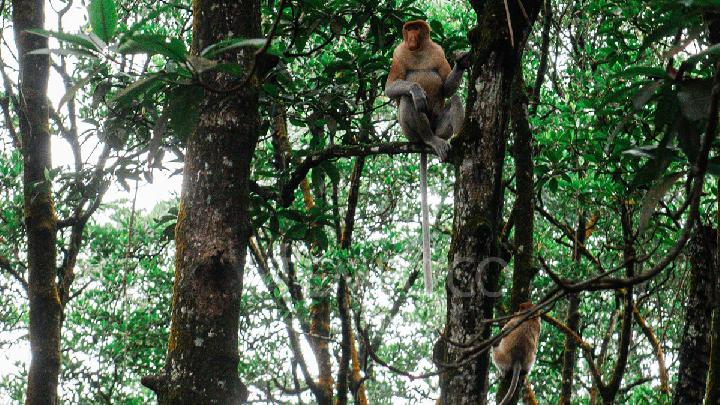Melihat Bekantan, Primata Hidung Besar Hutan Kalimantan | tempo.co