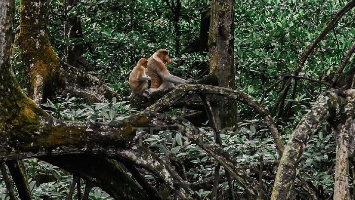 Melihat Bekantan, Primata Hidung Besar Hutan Kalimantan | tempo.co