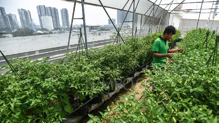Pemanfaatan Atap Pasar Menjadi Rumah Tanam | tempo.co