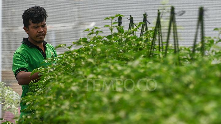 Pemanfaatan Atap Pasar Menjadi Rumah Tanam | tempo.co