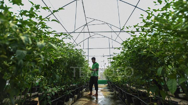 Pemanfaatan Atap Pasar Menjadi Rumah Tanam | tempo.co