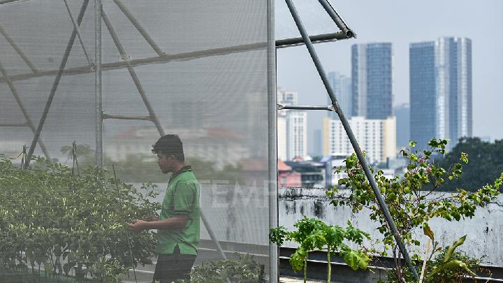 Pemanfaatan Atap Pasar Menjadi Rumah Tanam | tempo.co