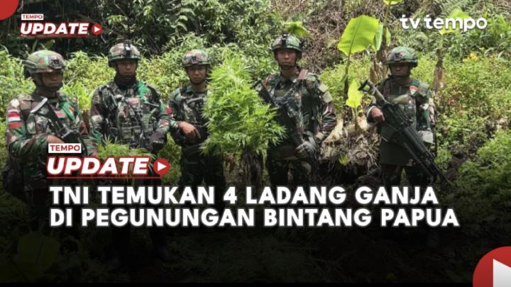 TNI Temukan 4 Ladang Ganja di Pegunungan Bintang Papua | tempo.co