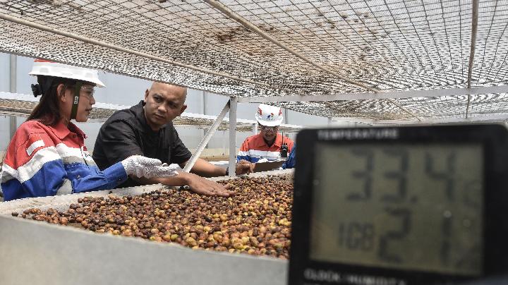 Pengeringan Kopi dengan Manfaatkan Teknologi Geothermal Dry House ...