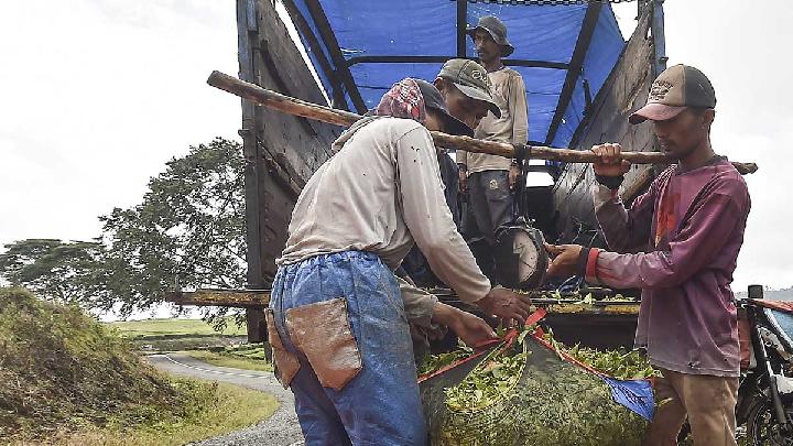Kayu Aro, Teh Legendaris dari Kerinci Penuhi TargetProduksi | tempo.co