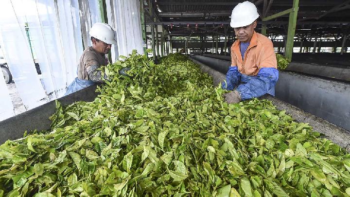Kayu Aro, Teh Legendaris dari Kerinci Penuhi TargetProduksi | tempo.co