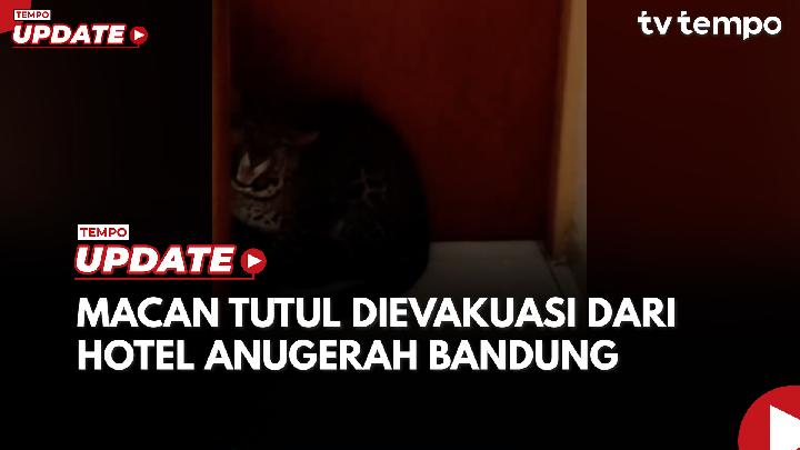 Macan Tutul di Hotel Anugerah Bandung Dievakuasi Petugas | tempo.co