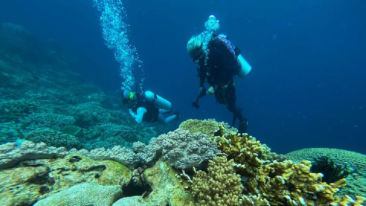 Exploring the Underwater of Sombu Dive in Wakatobi - foto En.tempo.co